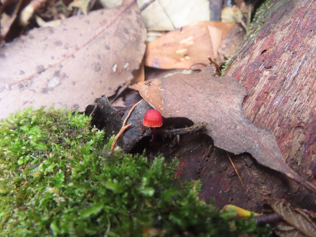 Fungi Including Lichens from Mount Field TAS 7140, Australia on March ...
