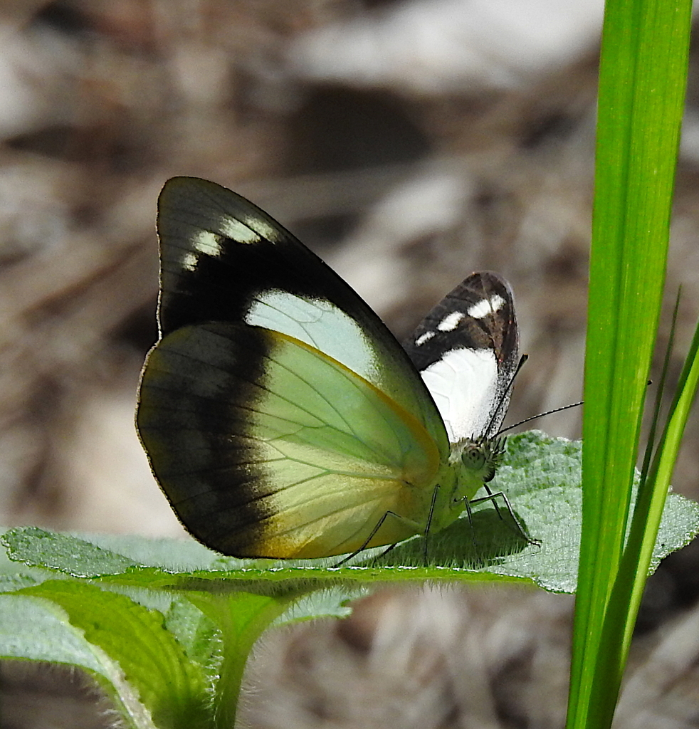 Common Albatross from Coombabah Lakelands Conservation Area, Arundel ...