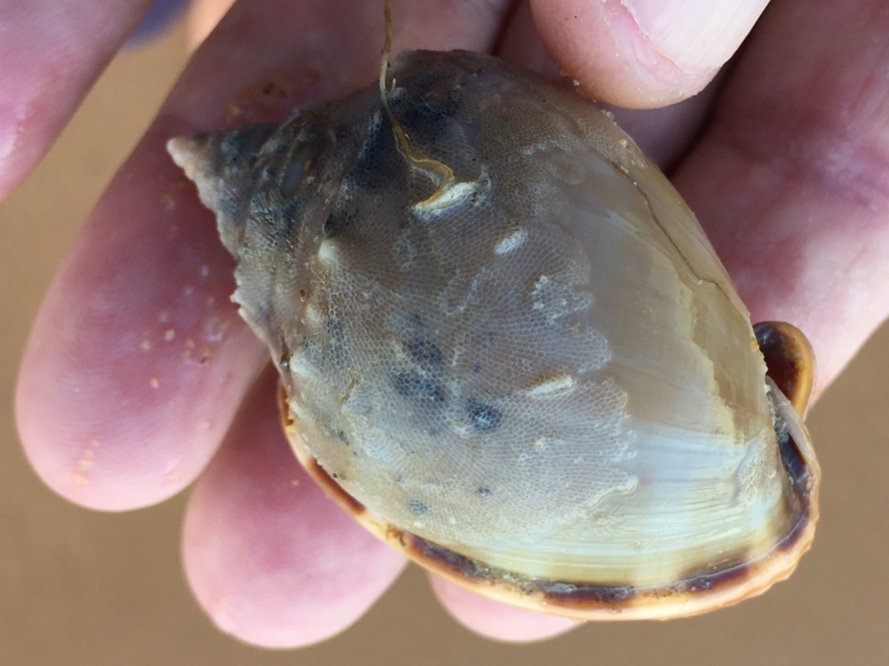 Phalium glaucum (Linnaeus, 1758)