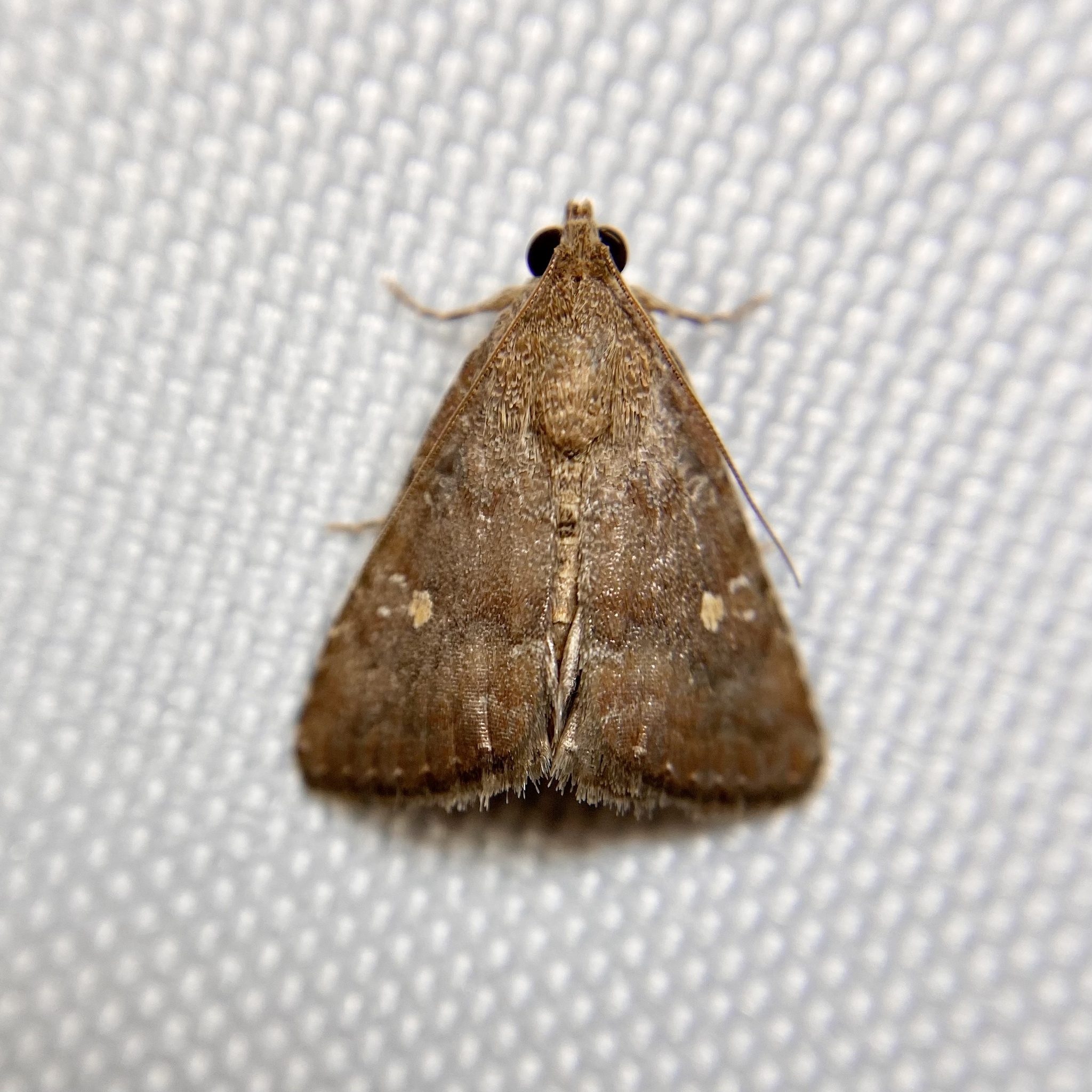 Amyna axis Guenée, 1852