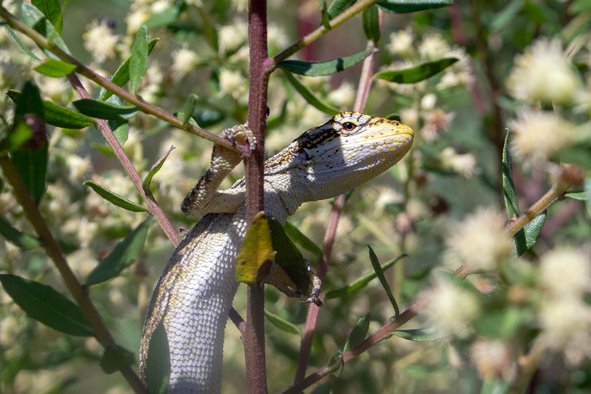 Anisolepis grilli Boulenger, 1891