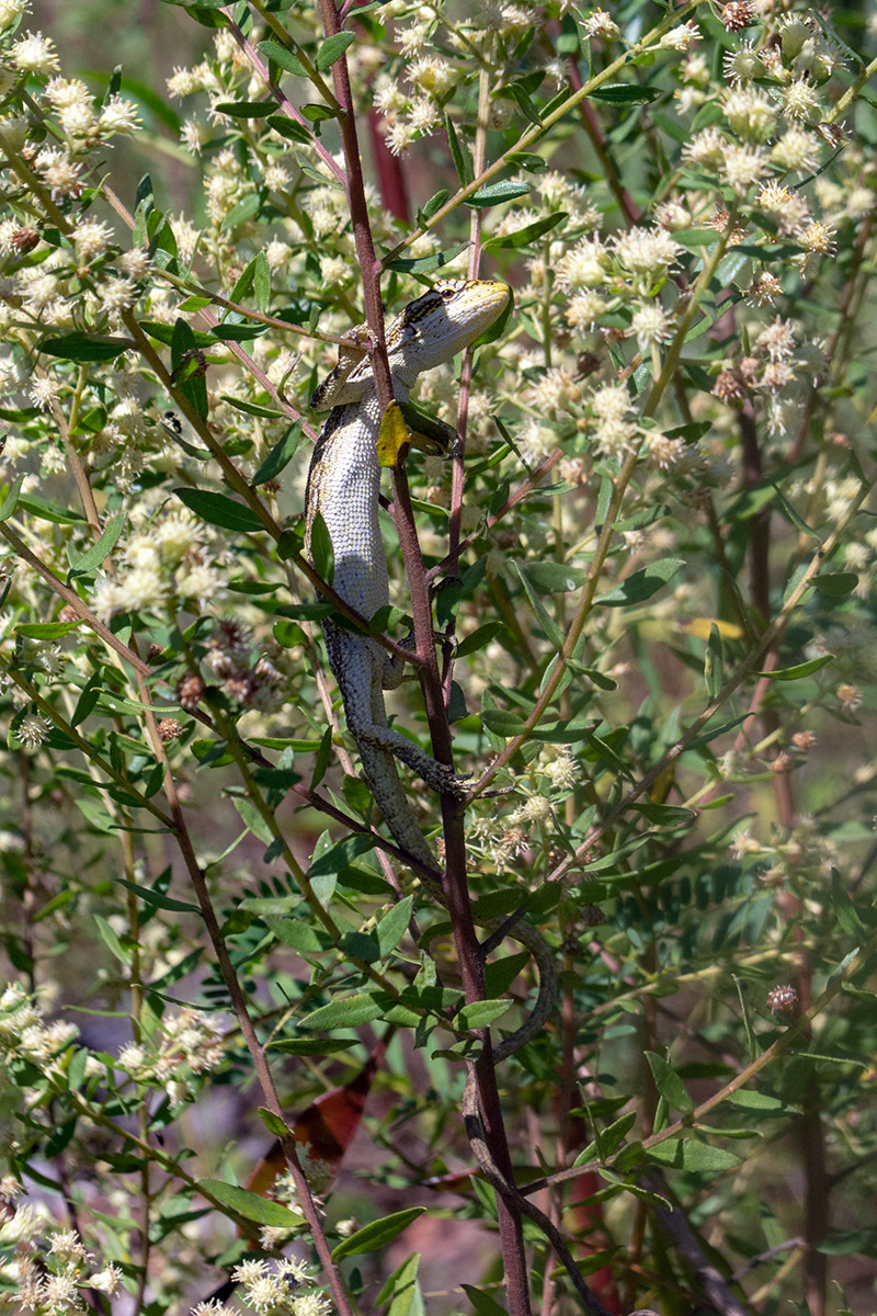 Anisolepis grilli Boulenger, 1891