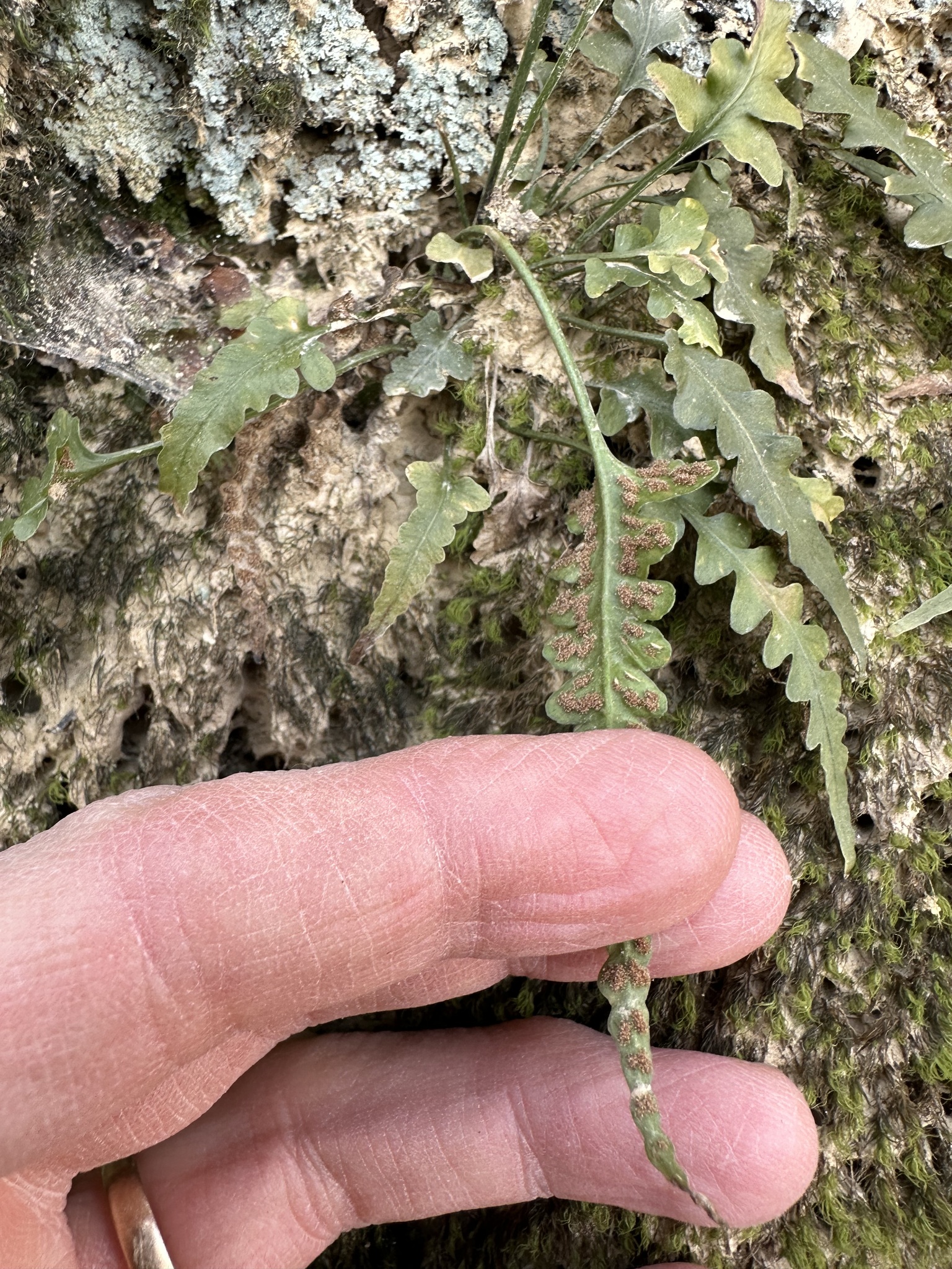 Asplenium pinnatifidum Nutt.