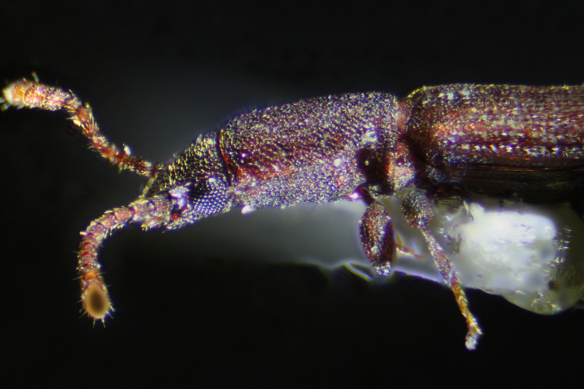 Silvanus muticus Sharp, 1899