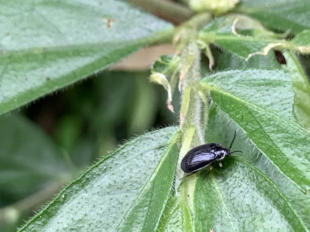 Water Penny Beetles from New Taipei, TW-NT-TP, TW on March 22, 2023 at ...
