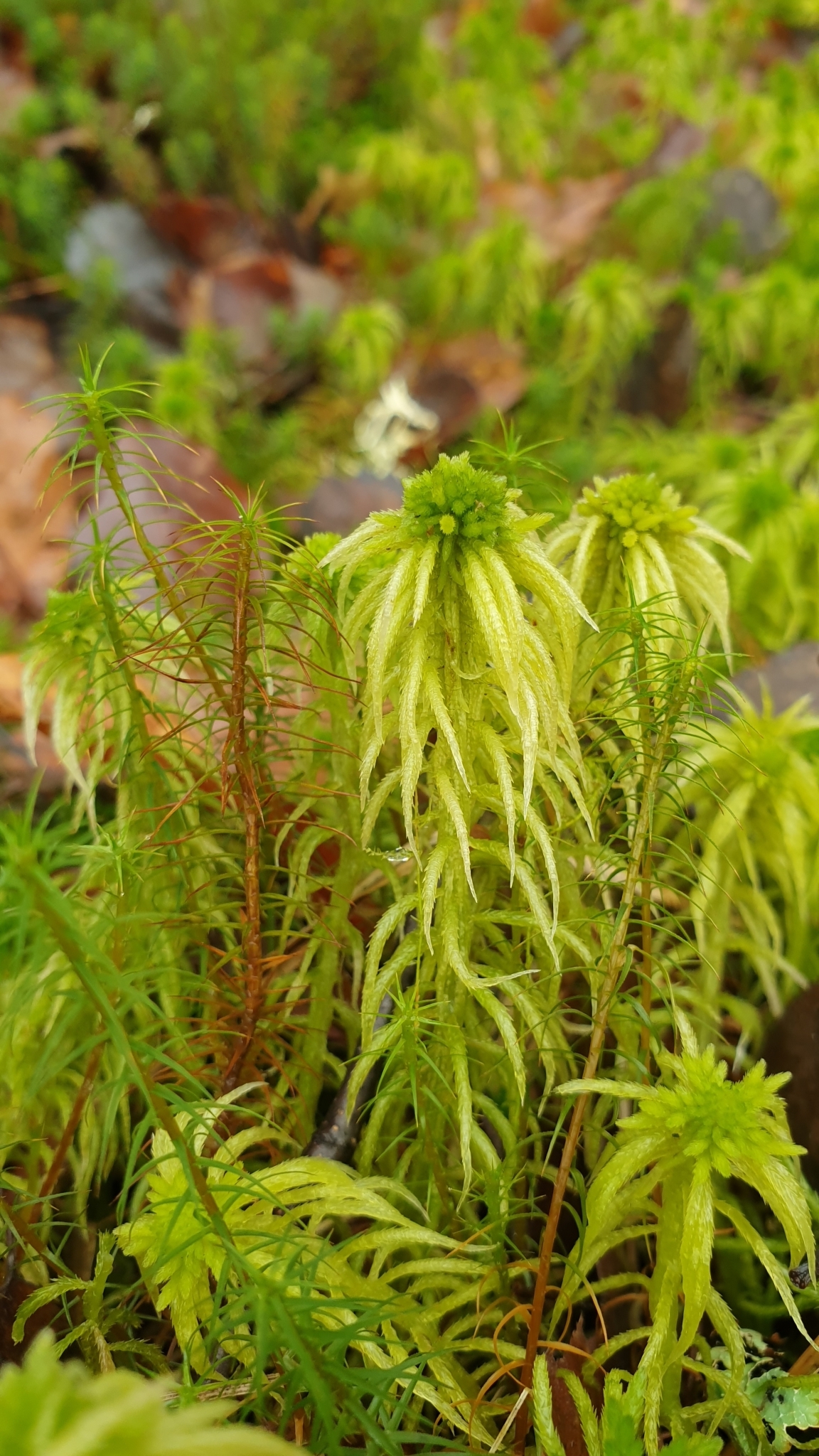 Sphagnum riparium Ångström, 1864