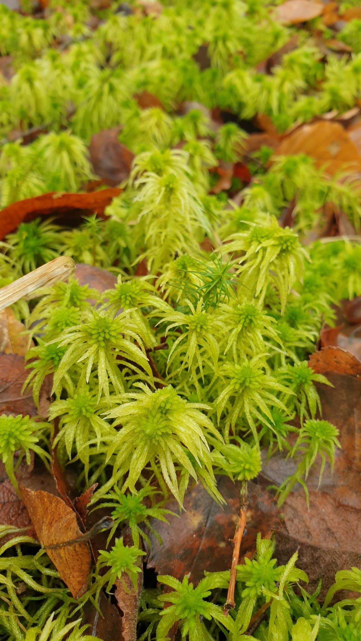 Sphagnum riparium Ångström, 1864