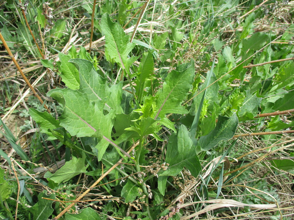 Russian Mustard from Ангарск, Иркутская обл., Россия on May 06, 2020 at ...