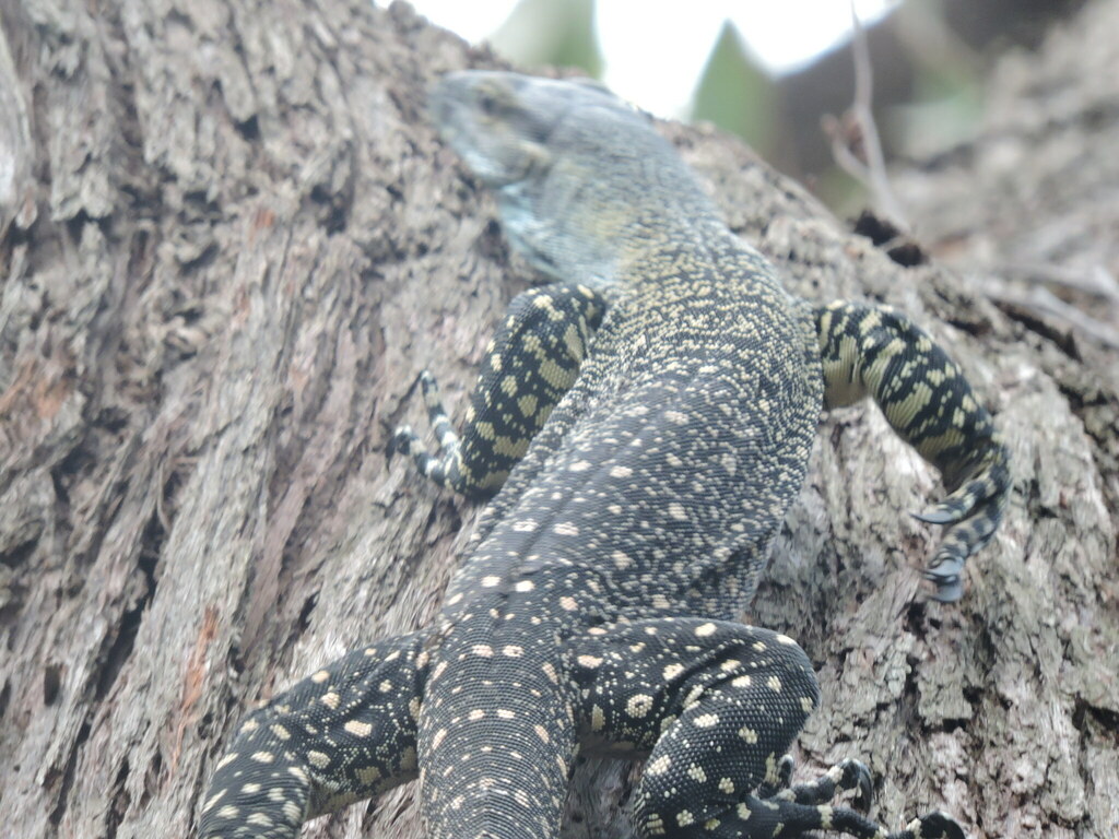 Lace Monitor from Brisbane QLD, Australia on March 4, 2023 at 01:39 PM ...