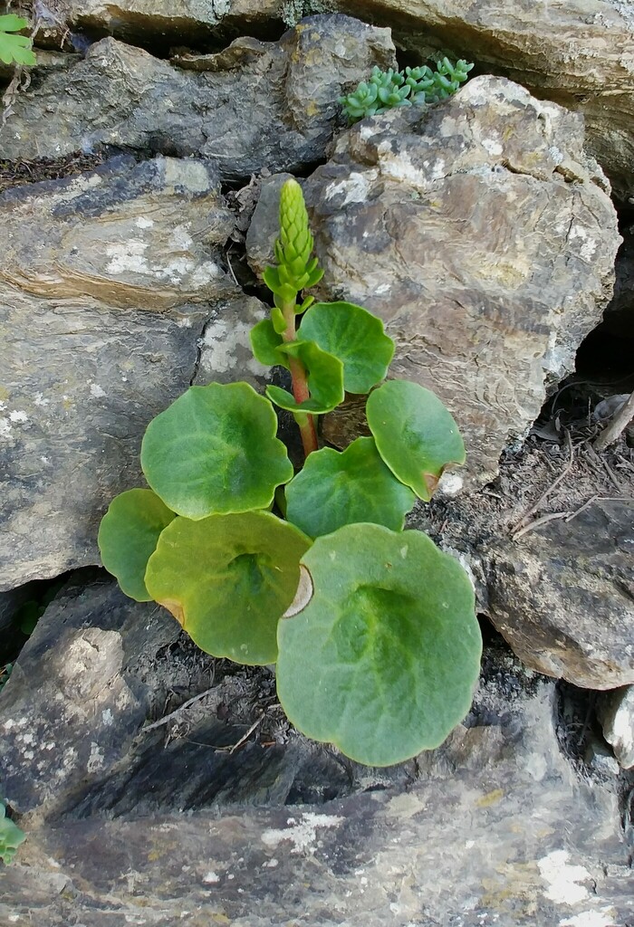 Narrow Navelwort from Province of La Spezia, Italy on April 07, 2022 at ...