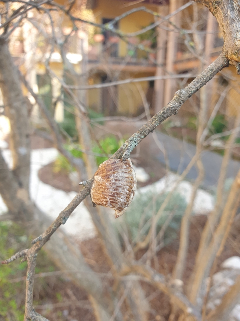 Transcaucasian Giant Mantis from 37067 Valeggio sul Mincio VR, Italia ...