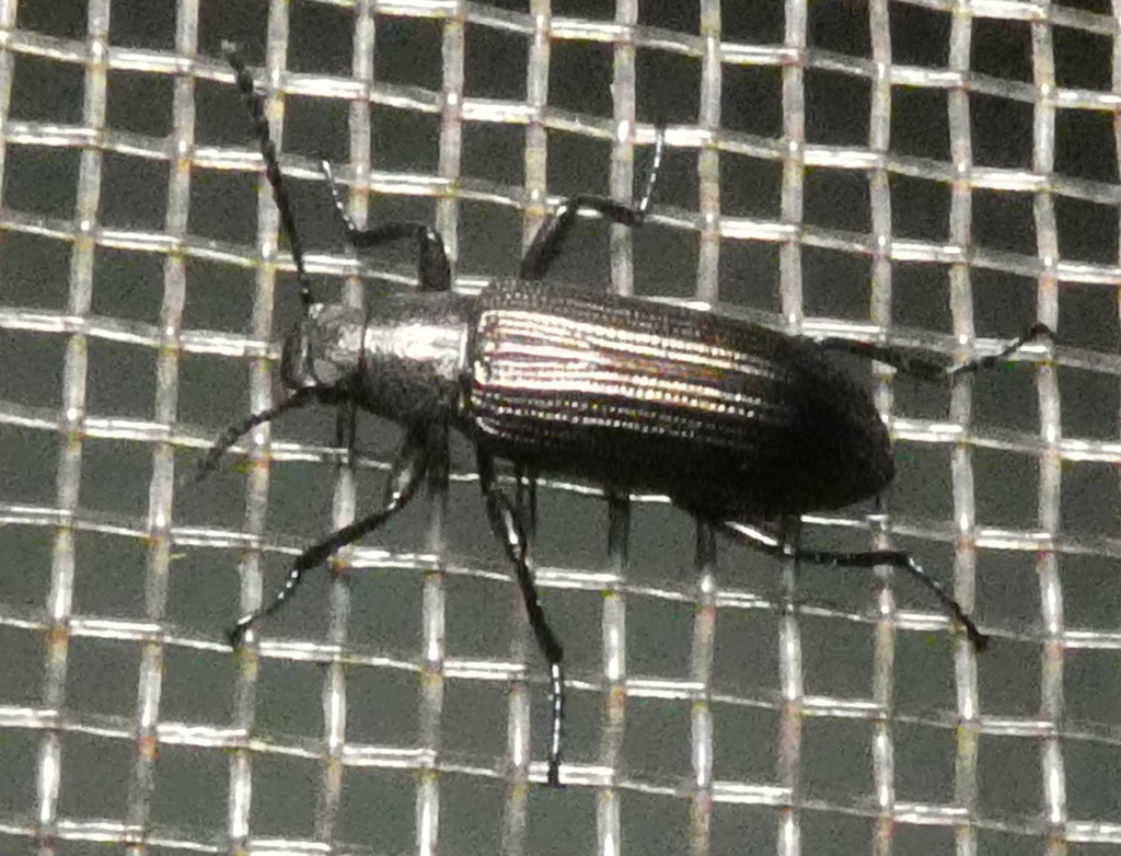 Strongylium interstitiale from Zona rural de Paudalho - Pernambuco on ...