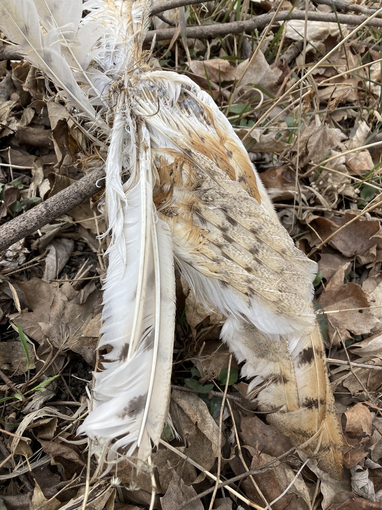 Barn Owl in March 2023 by Owen Woodhouse. Barn Owl remains consisting ...