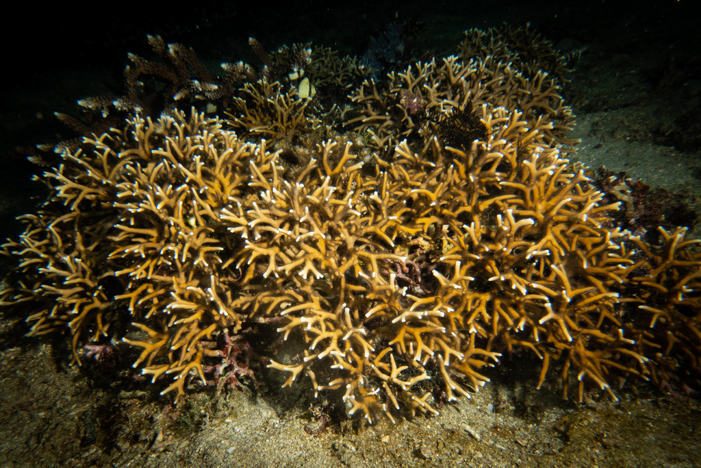 Millepora tenera from Mabini, Provinz Batangas, Philippinen on February ...