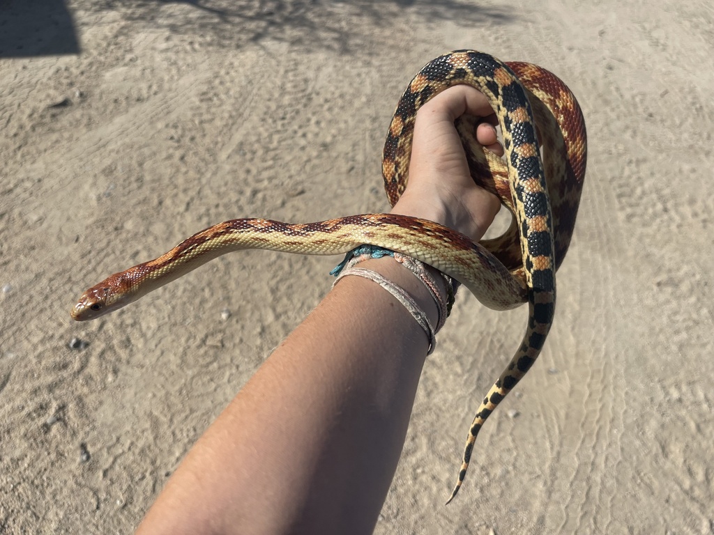 Cape Gopher Snake from La Paz, BCS, MX on March 20, 2023 at 03:01 PM by ...