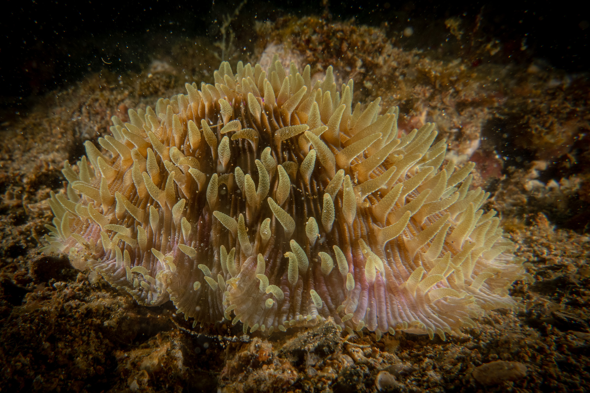 Lobactis scutaria (Lamarck, 1801)