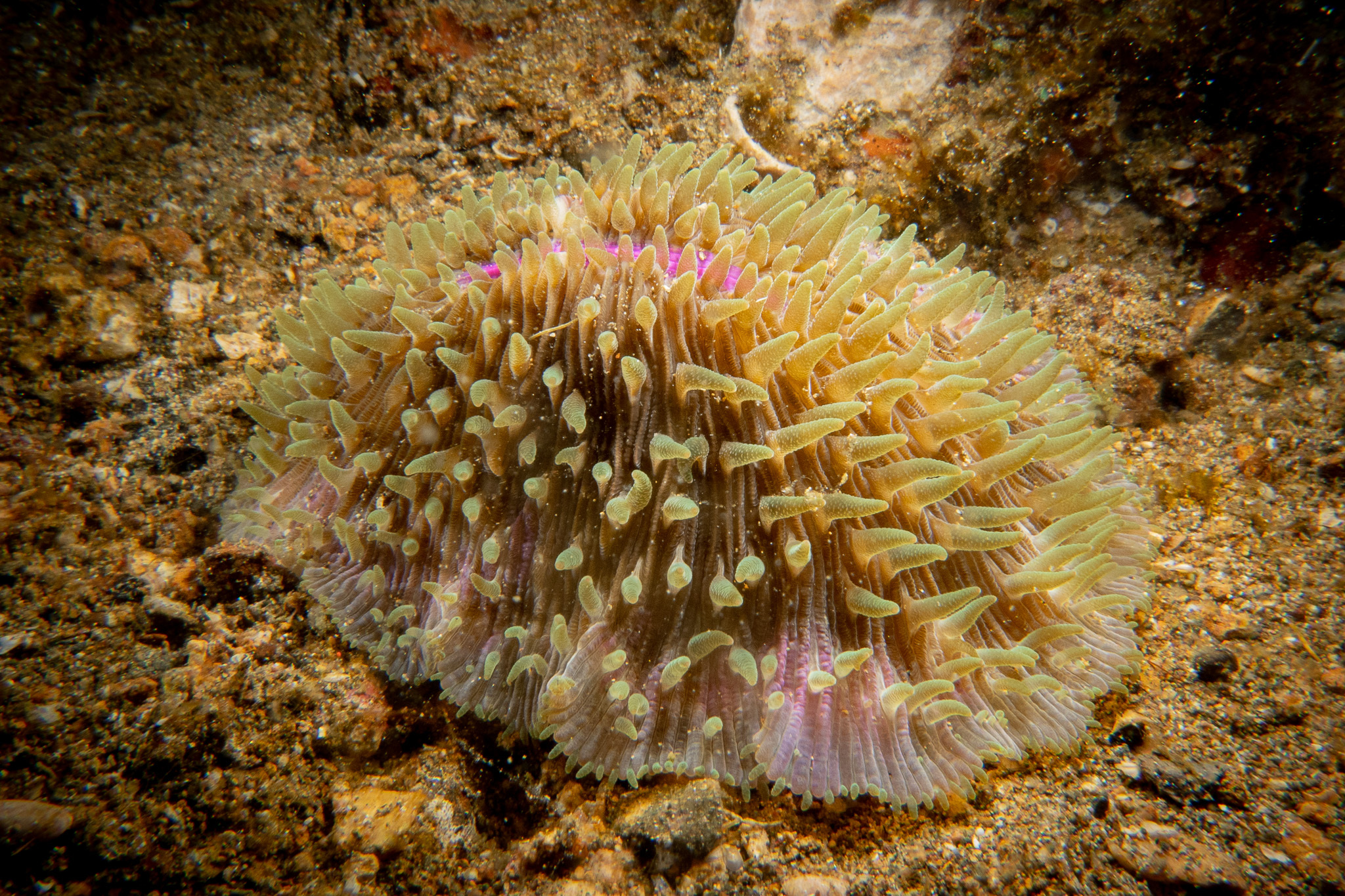 Lobactis scutaria (Lamarck, 1801)