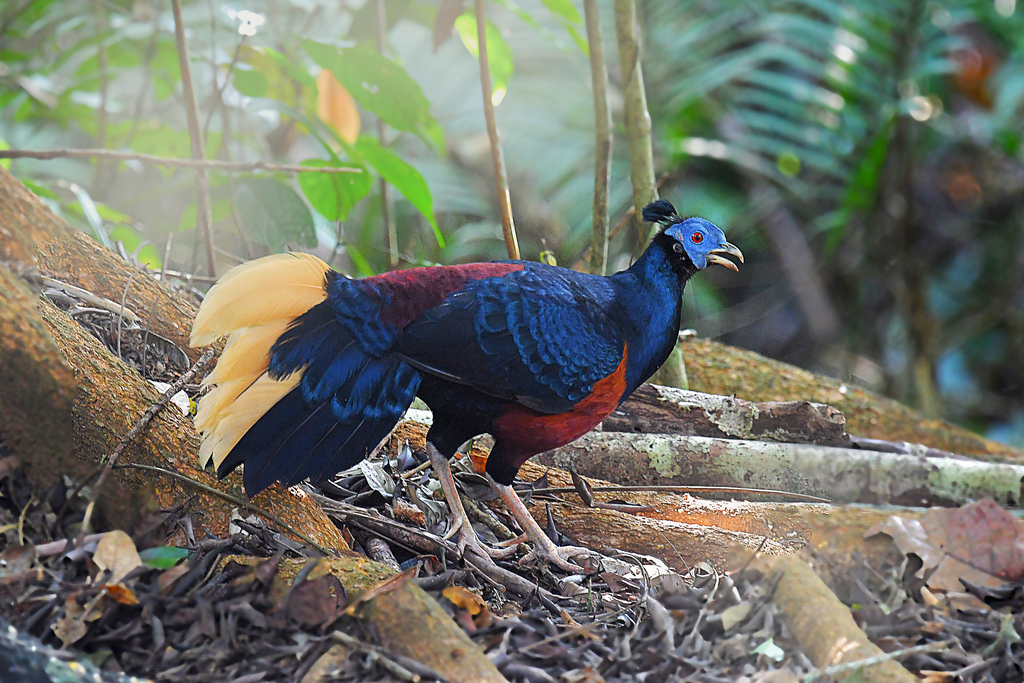 Bornean Crested Fireback in March 2023 by piyapong · iNaturalist