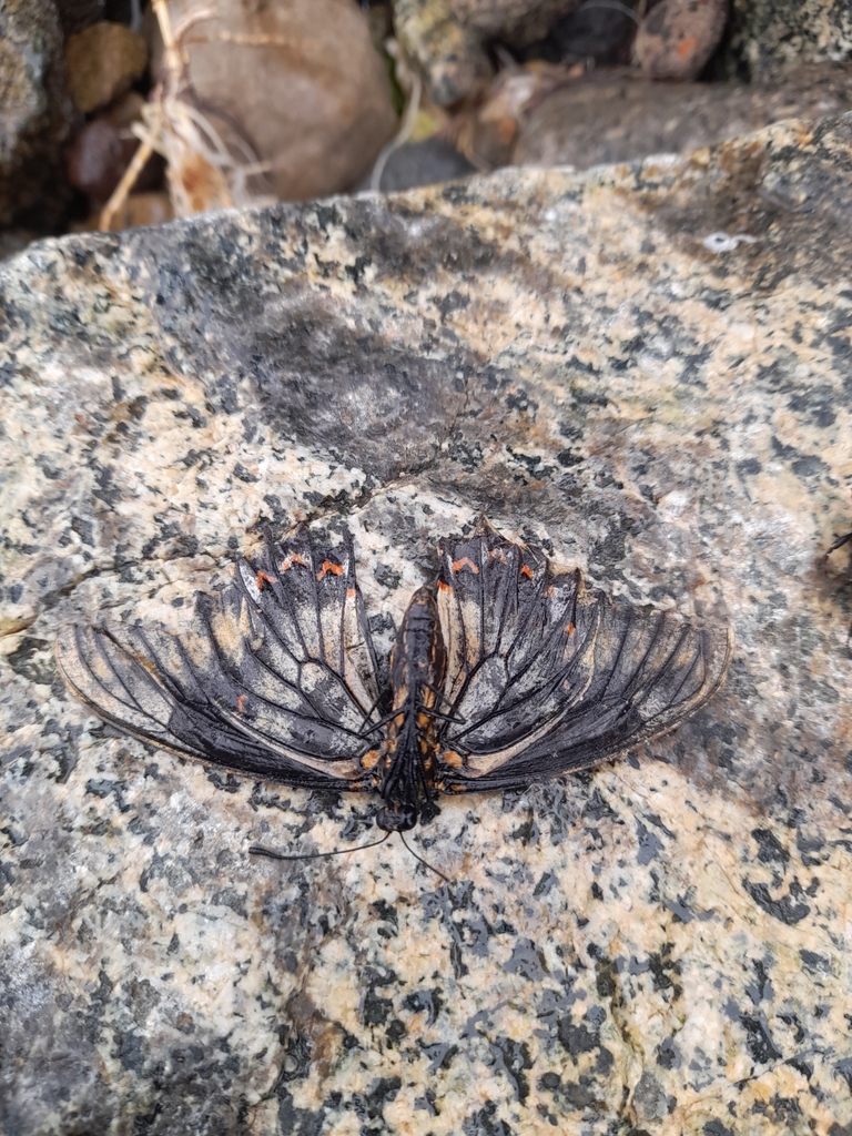 Polydamas Swallowtail from Coquimbo, Chile on March 22, 2023 at 12:05 ...