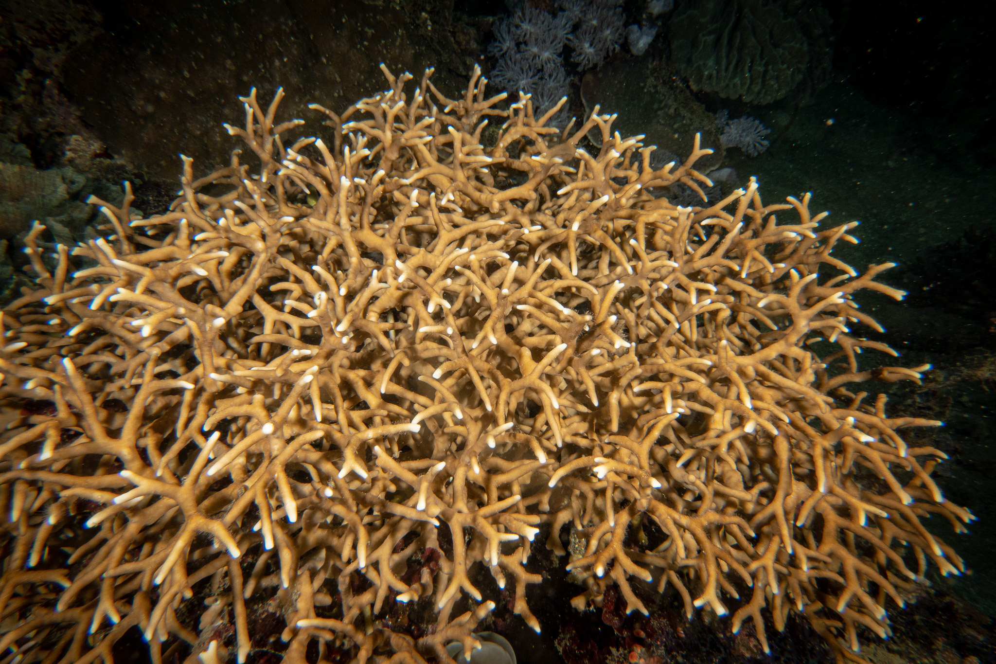 Millepora tenera Boschma, 1949