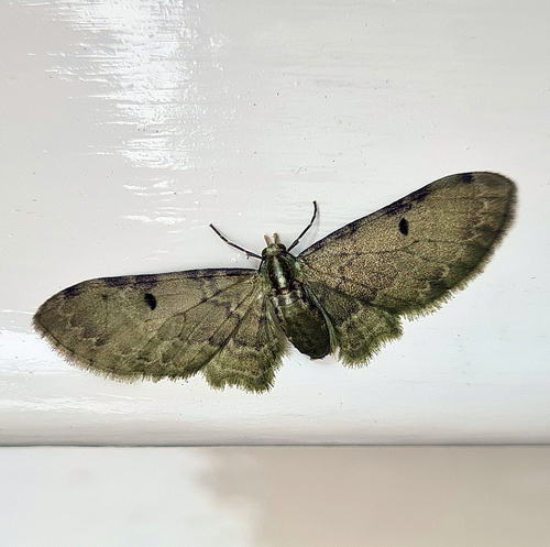 Brabira operosa · iNaturalist