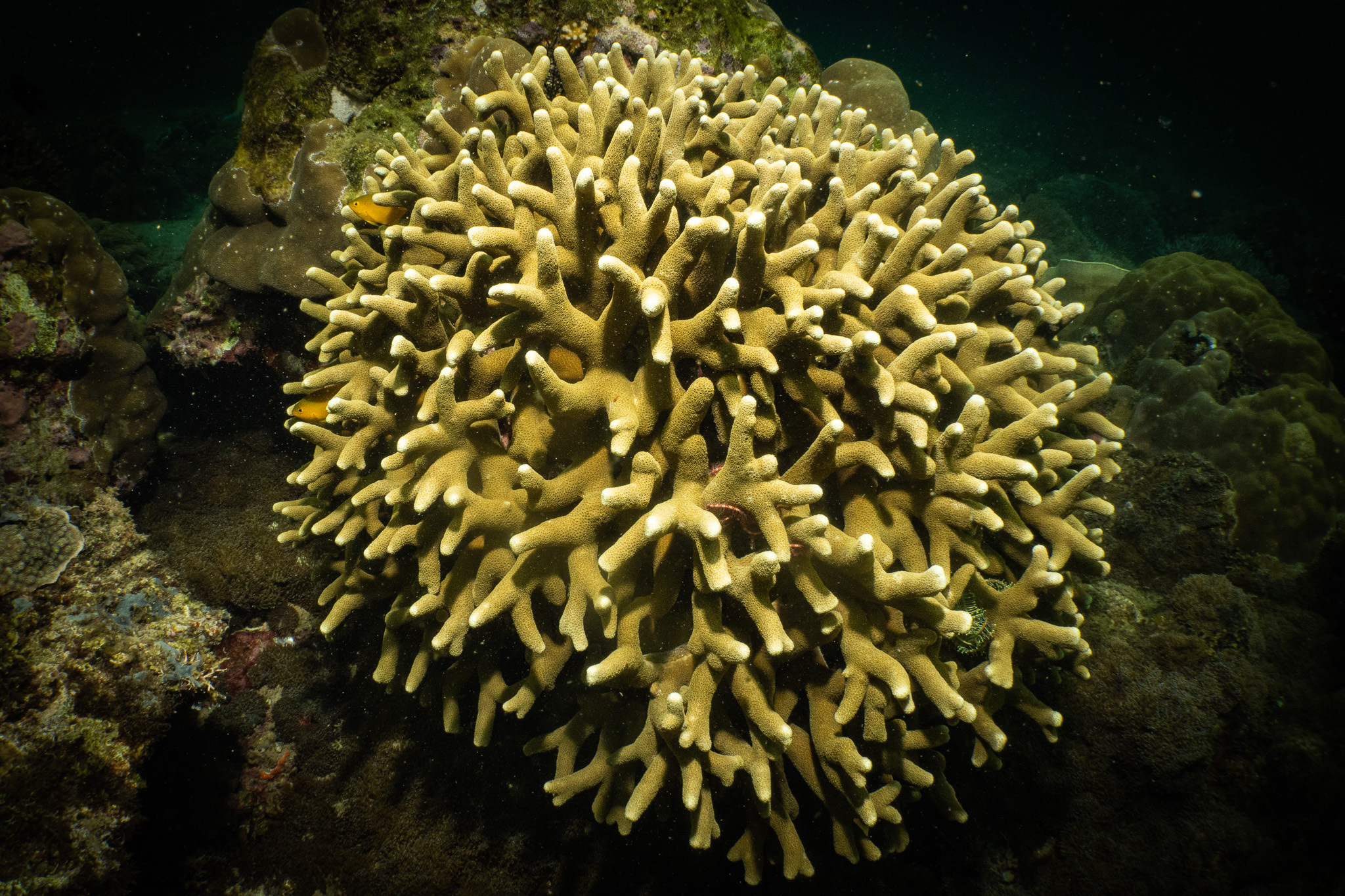 Porites cylindrica Dana, 1846