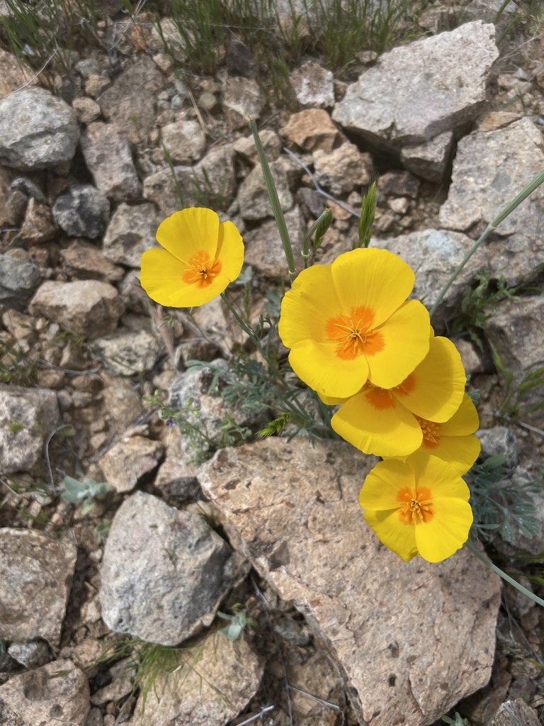 California poppy from Saguaro National Park, Tucson, AZ, US on March 17 ...