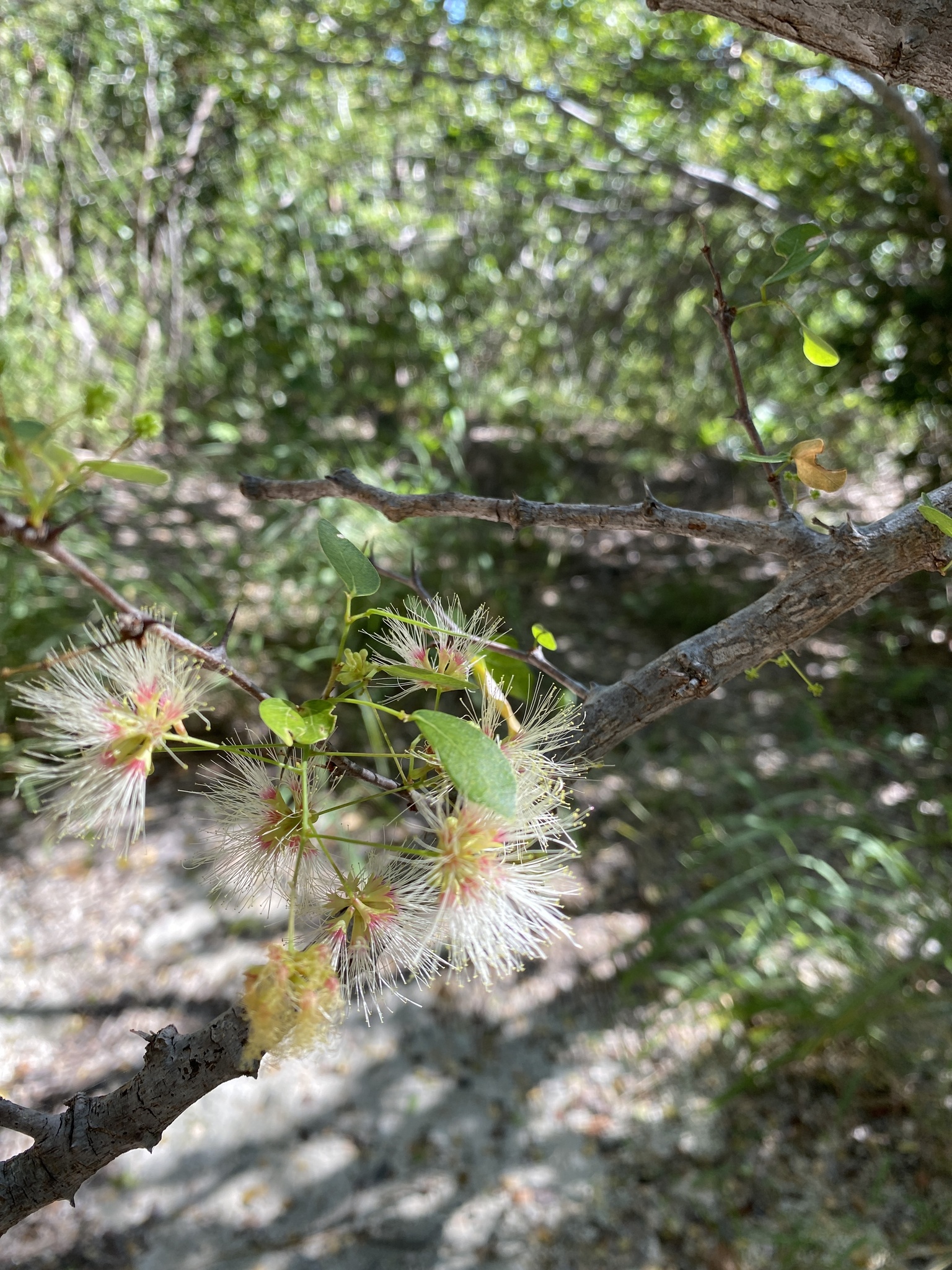 Pithecellobium unguis-cati (L.) Benth.