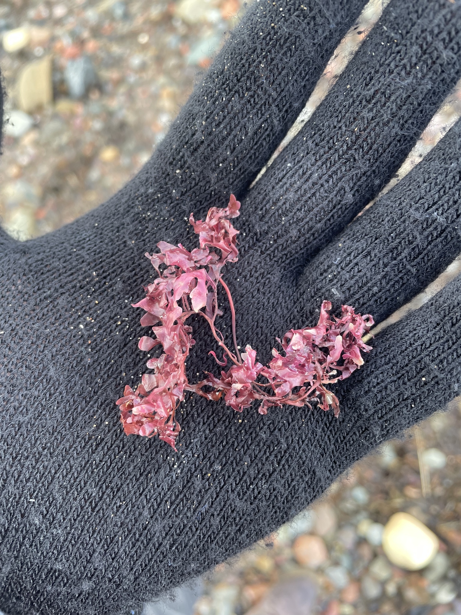 Chondrus crispus Stackhouse