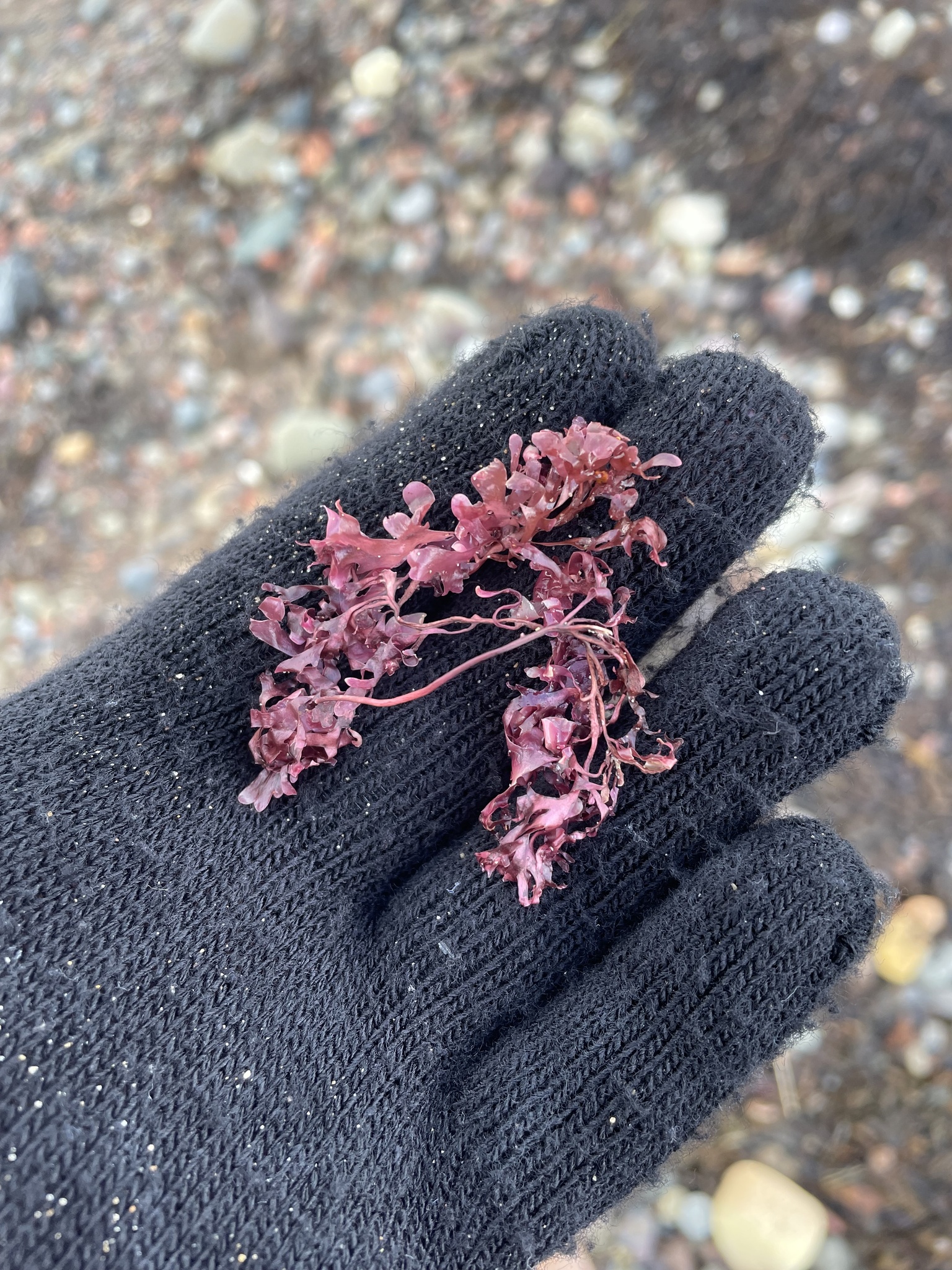 Chondrus crispus Stackhouse