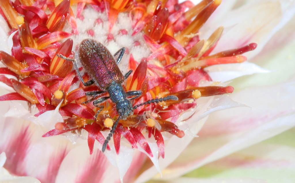 Lagriini from Rietfontein, Pretoria, 0084, South Africa on March 22 ...