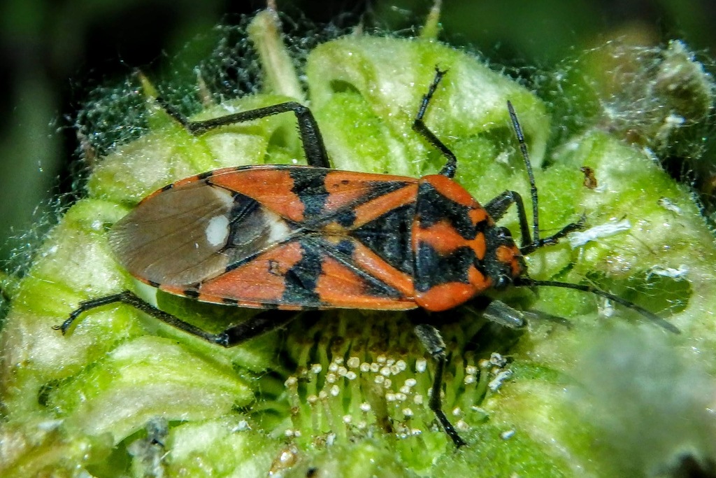 Spilostethus pandurus from 19333 Labros, Guadalajara, España on June 24 ...