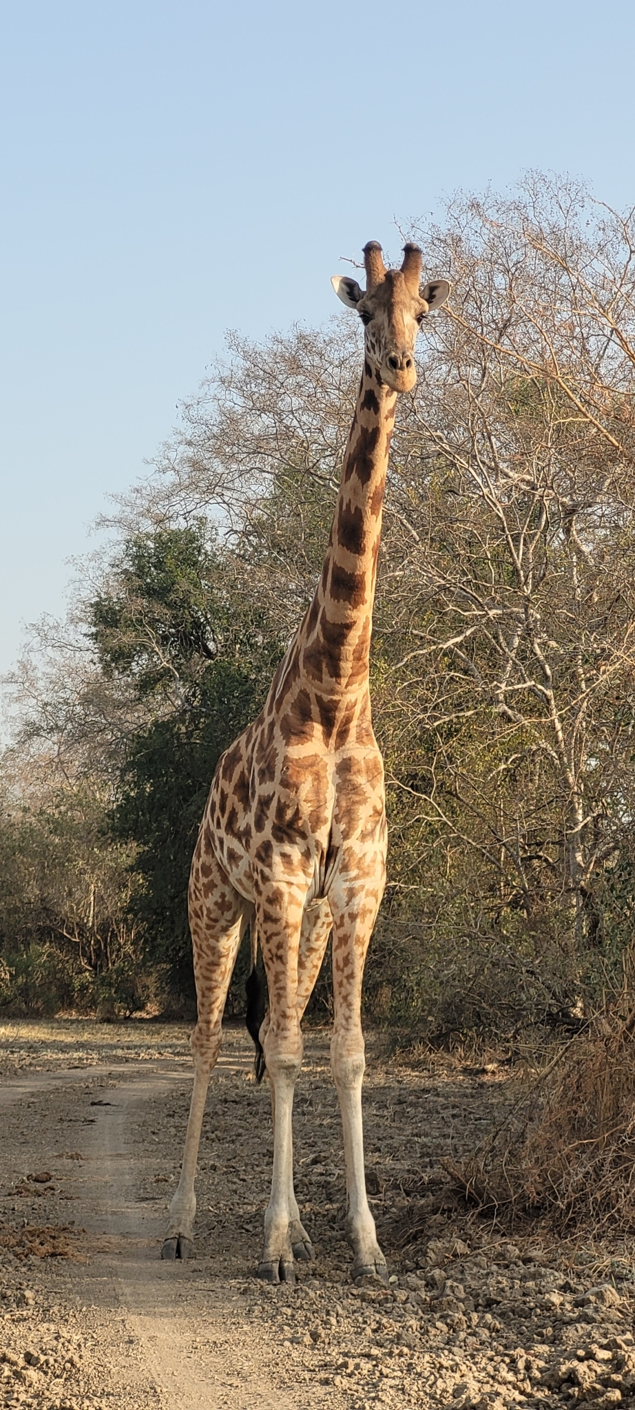 Giraffa camelopardalis (Linnaeus, 1758)