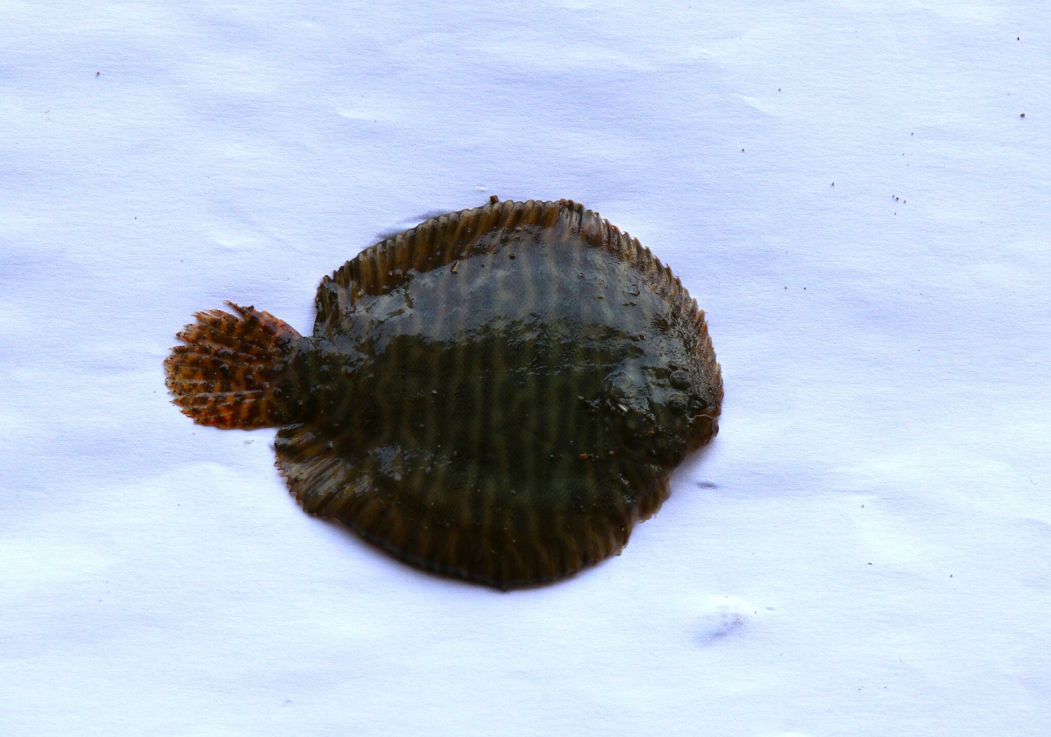 Achirus scutum (Günther, 1862)