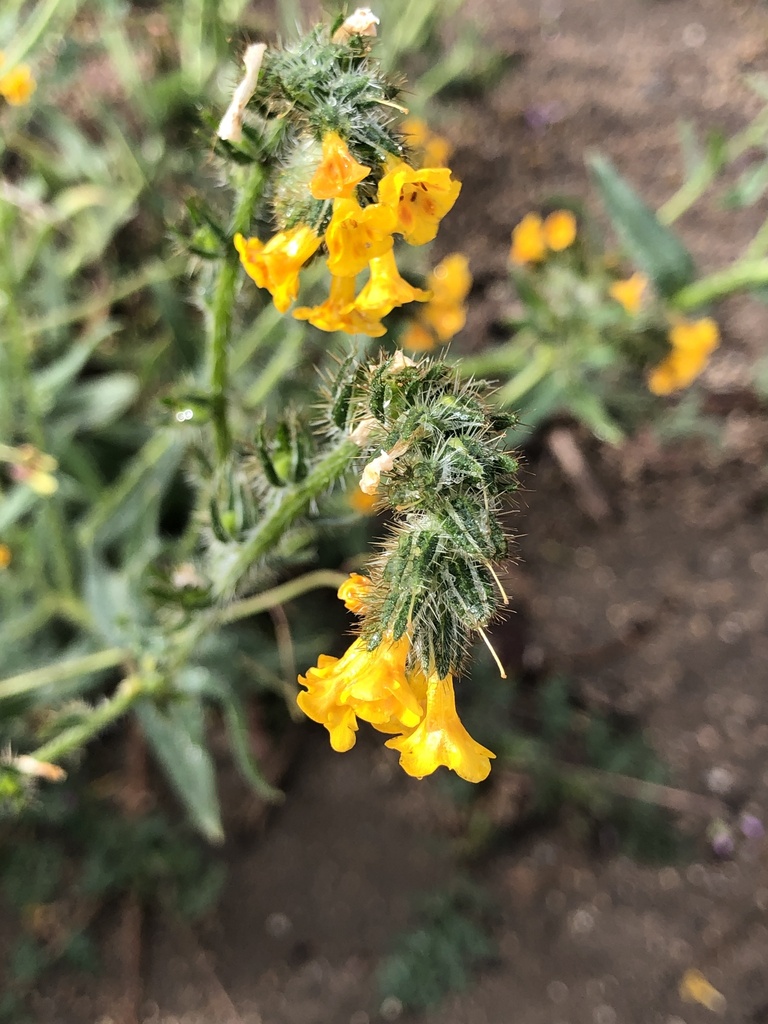 Common Fiddleneck from Grand Ave, Lake Elsinore, CA, US on March 22 ...