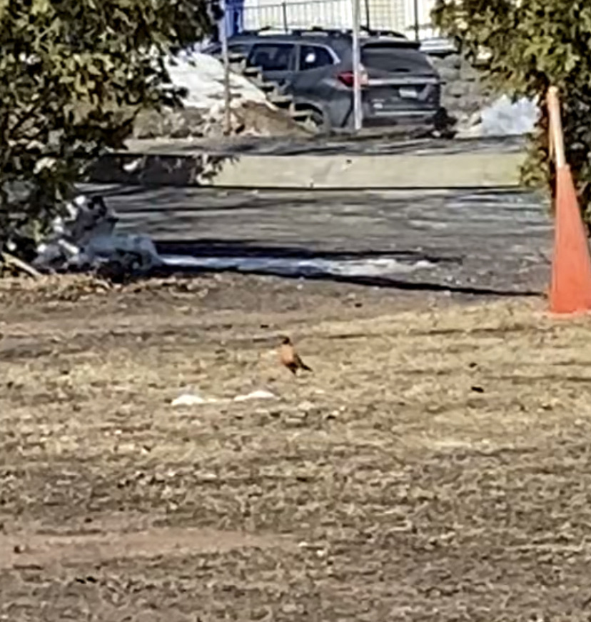 American Robin from The University of Vermont, Burlington, VT, US on ...