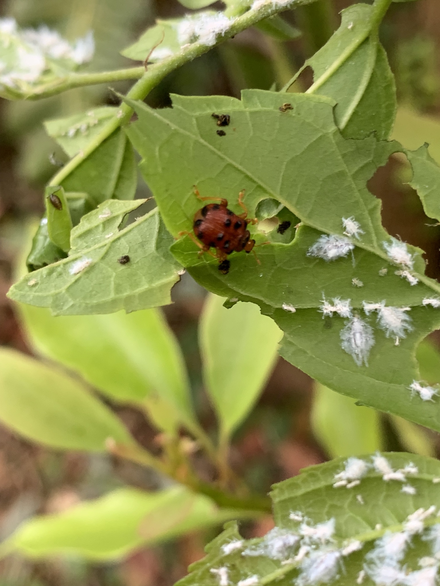 Agomadaranus pardaloides (Voss, 1924)
