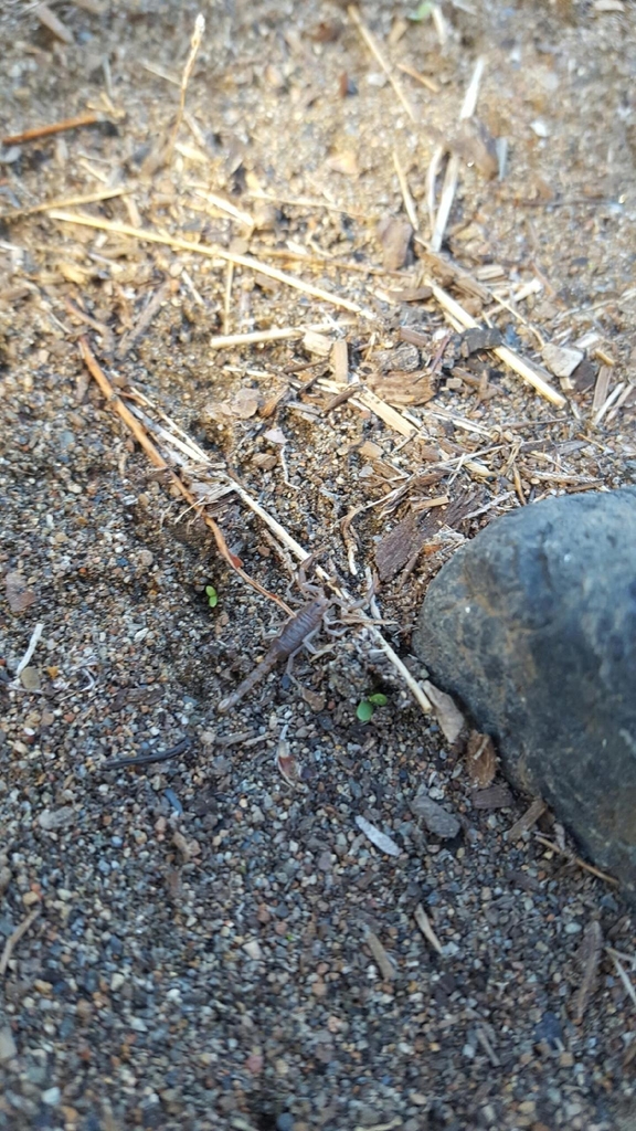California common scorpion from 3199 Golf Course Rd, Chico, CA 95973 ...