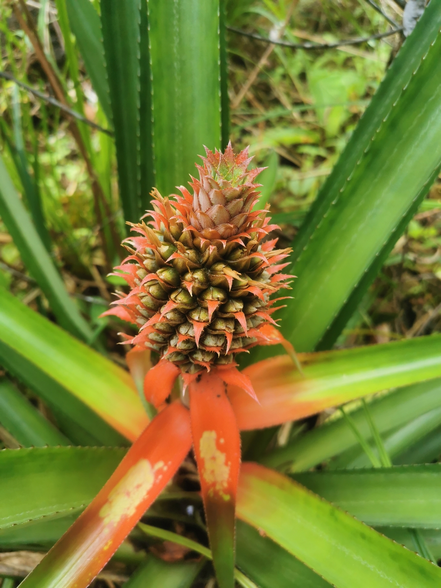 Ananas comosus (L.) Merr.