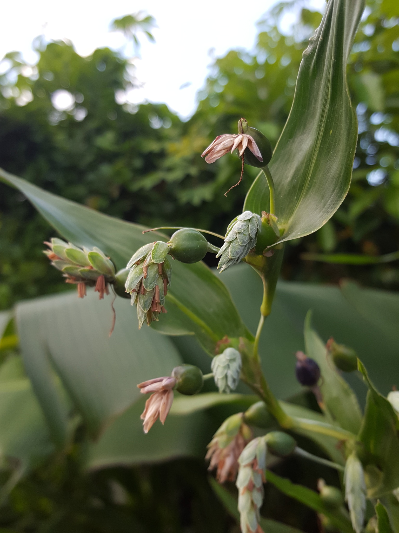 Coix lacryma-jobi L.