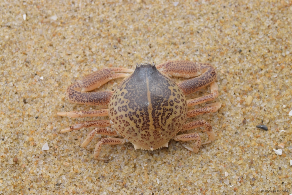 Speckled Purse Crab from Kitty Hawk, NC 27949, USA on March 20, 2023 at ...