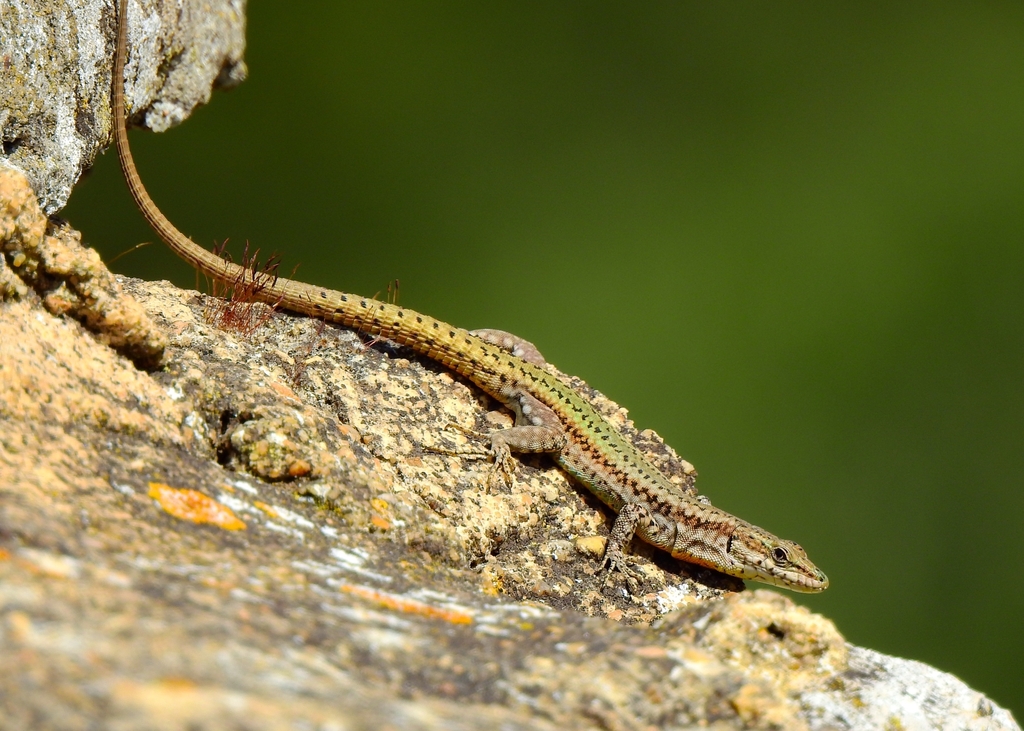 Green Iberian Wall Lizard from Mata dos Medos, Portugal on March 22 ...