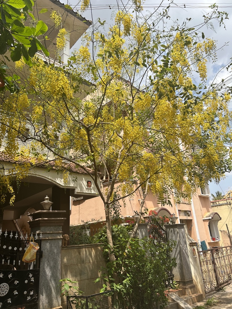 Golden shower tree from Dharma Narayanan Chettiar Street, Karaikkudi ...