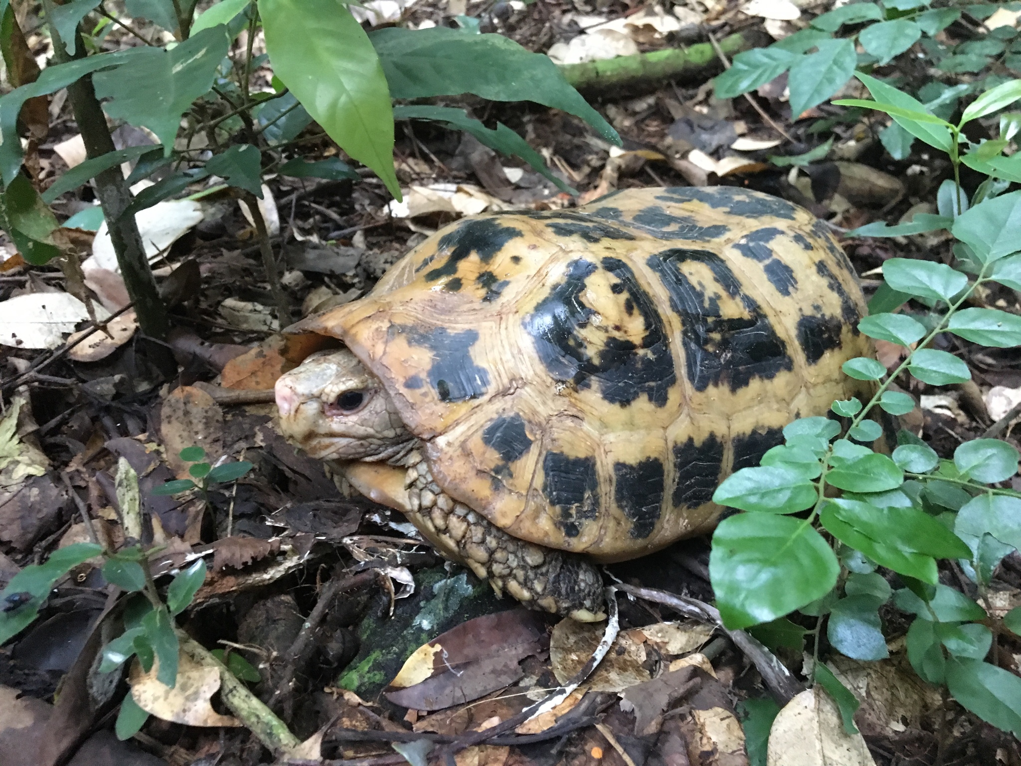 Indotestudo Elongata Elongated Tortoise