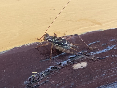 Cardiodactylus tangkoko · iNaturalist