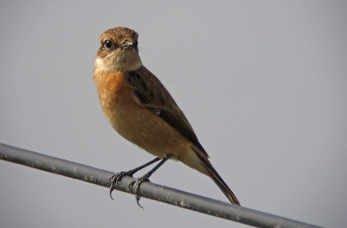 Grey Bushchat (Tangjiahe Birds) · iNaturalist