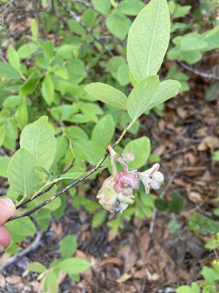 blue huckleberry from Florida State Parks, White Springs, FL, US on ...