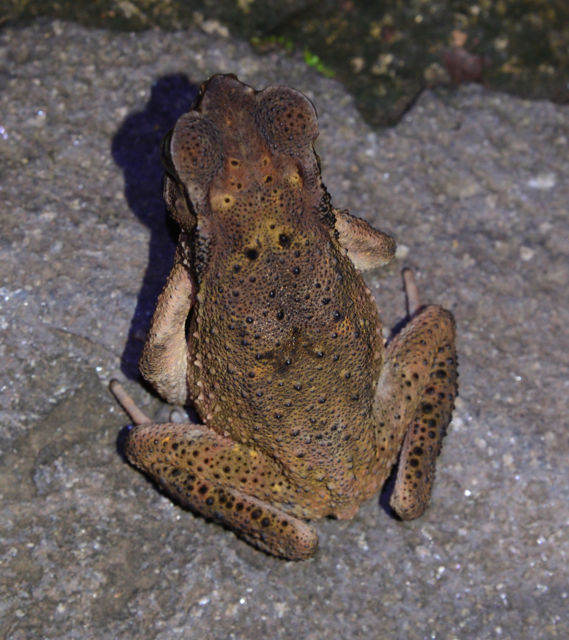 Ingerophrynus celebensis (Günther, 1859)