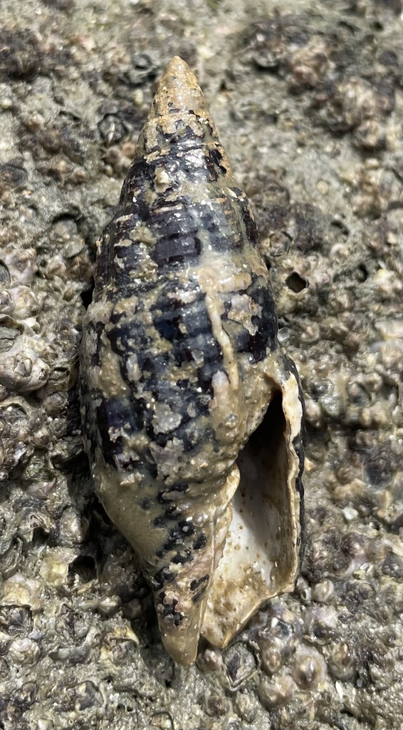 Neotiara lens from Bahía de Panamá, Panama City, Provincia de Panamá ...
