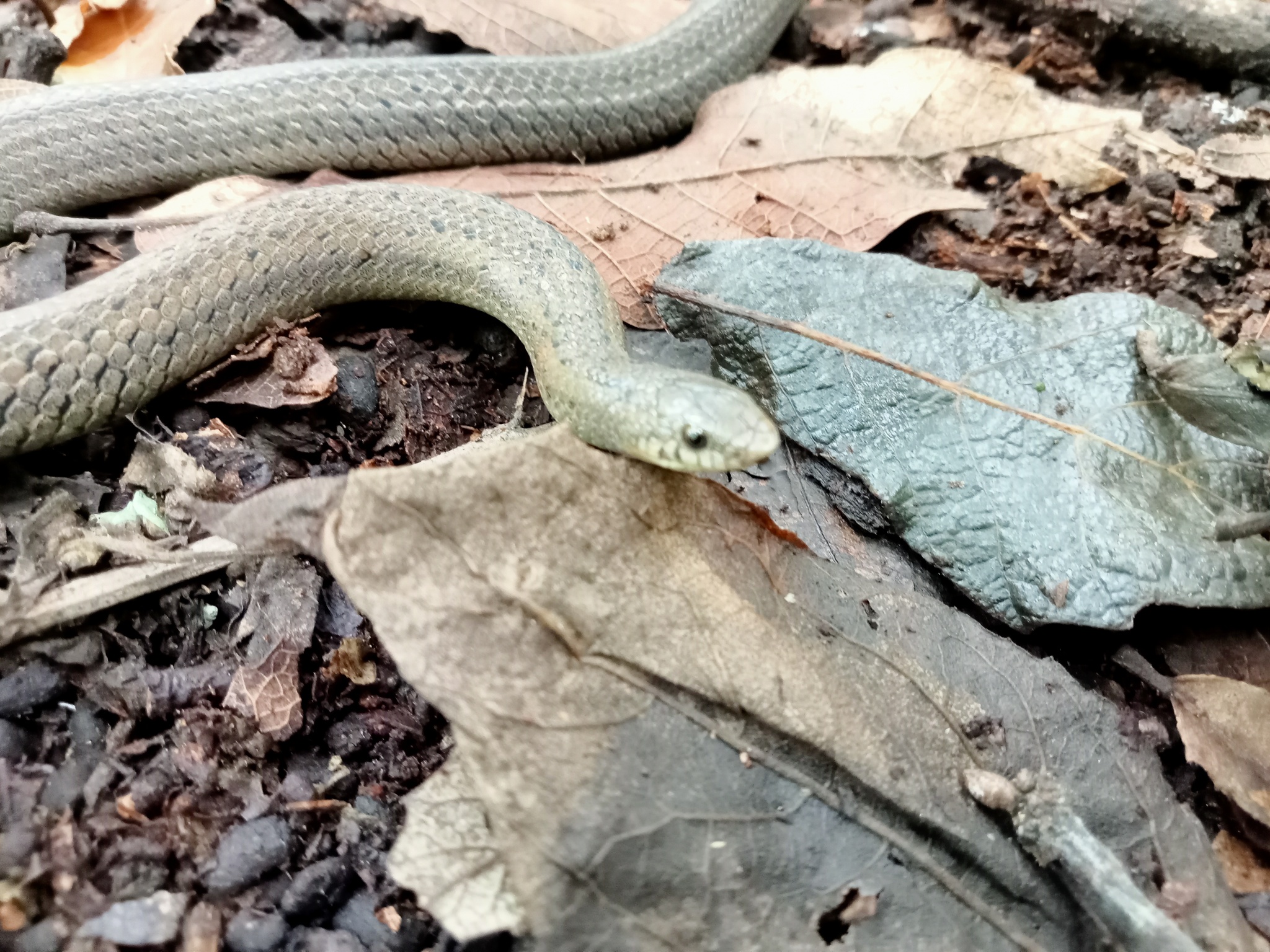 Conopsis biserialis (Taylor & Smith, 1942)